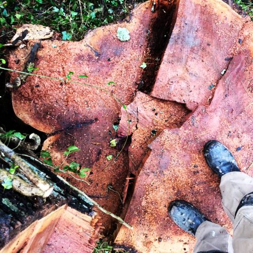 Witch Elm Tree for Aspen and Ash, Specialist Flooring - Aspen and Ash ...