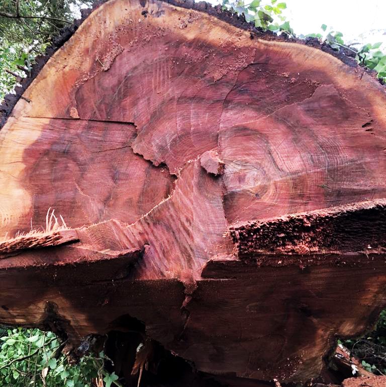 Witch Elm Tree for Aspen and Ash, Specialist Flooring - Aspen and Ash ...
